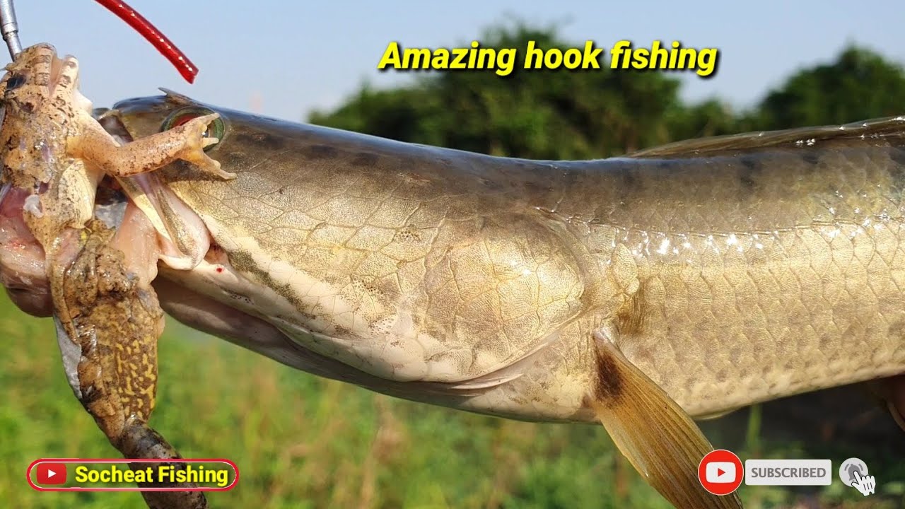 បបក់ត្រីស្រែអំពិលលើ - Snakehead fly fishing - Traditional hook fishing ...