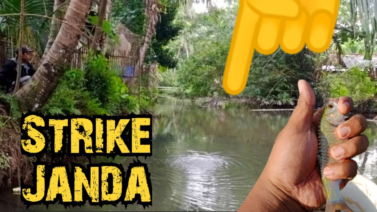 Mancing Wader Abang Strike Janda Jernih - YouTube
