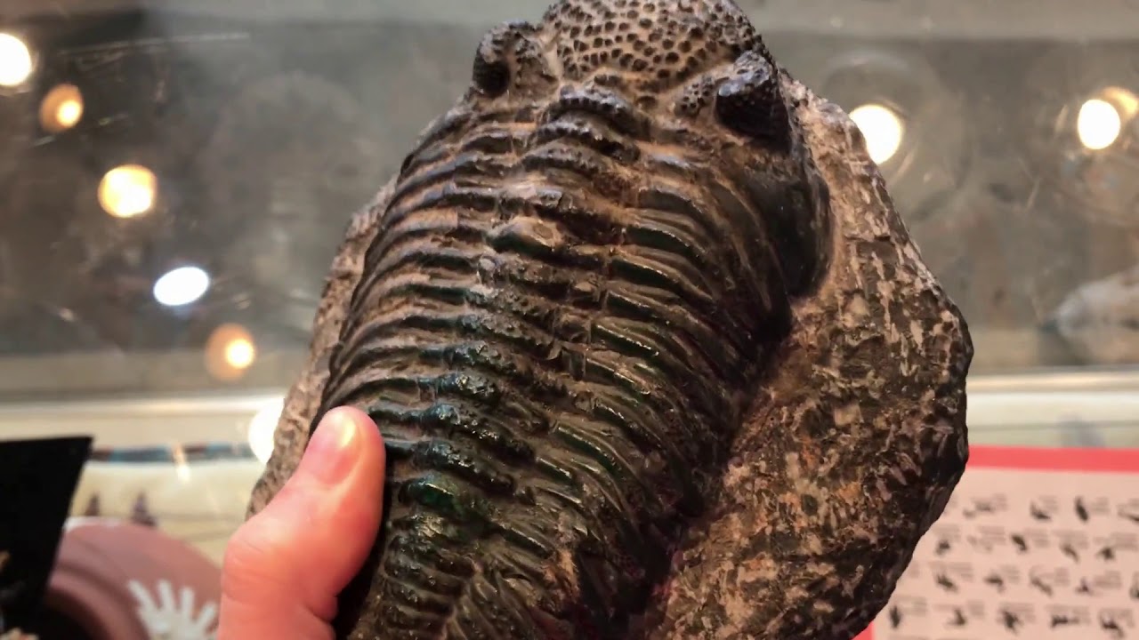 Looking at a fossilized trilobite up close - YouTube