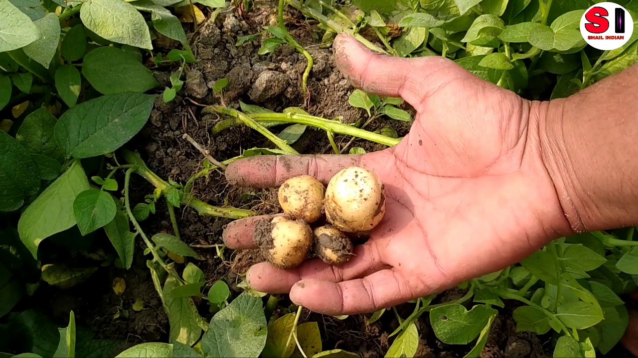 Desi Vlog Special For Ravi Crops After 65 Days Showing In Field. 65 दिन ...