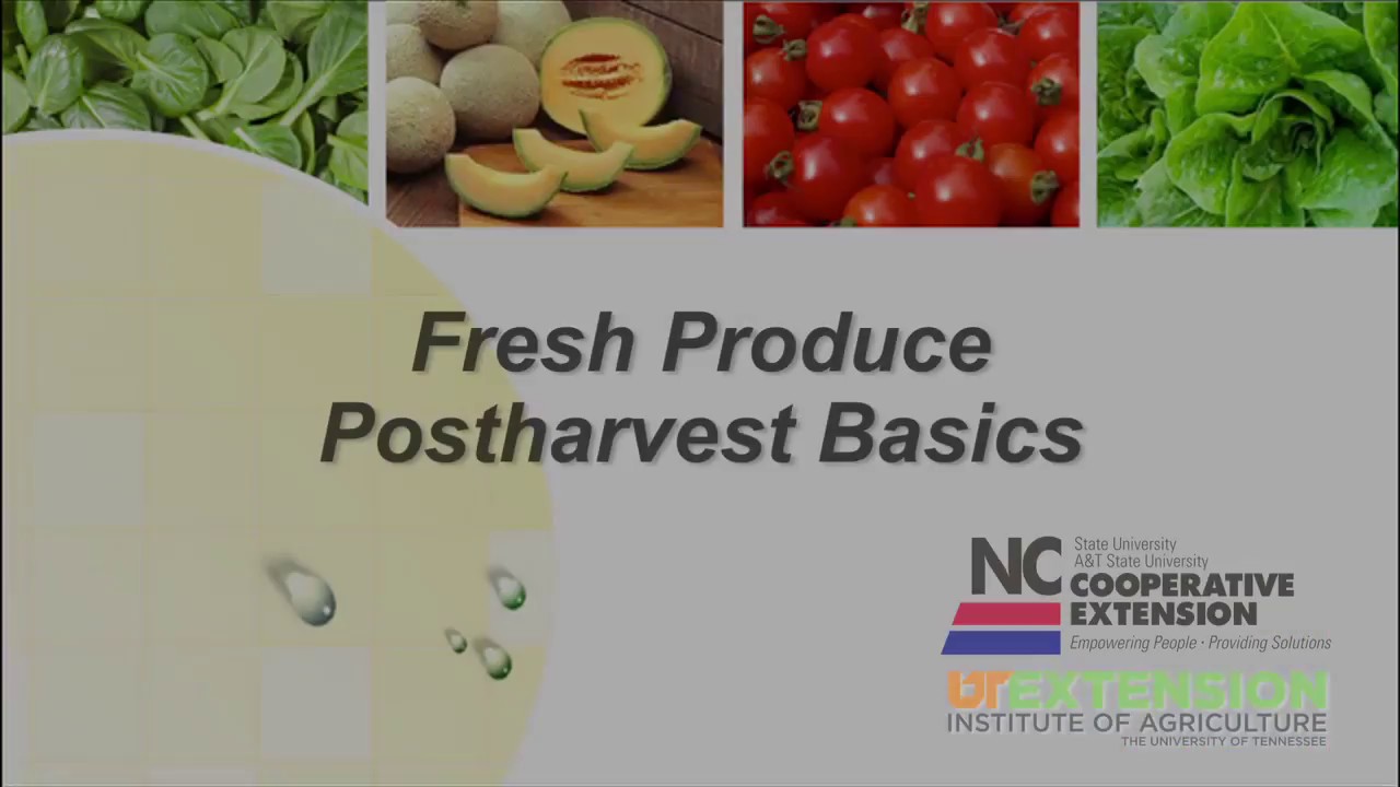 Postharvest Basics for Produce - YouTube