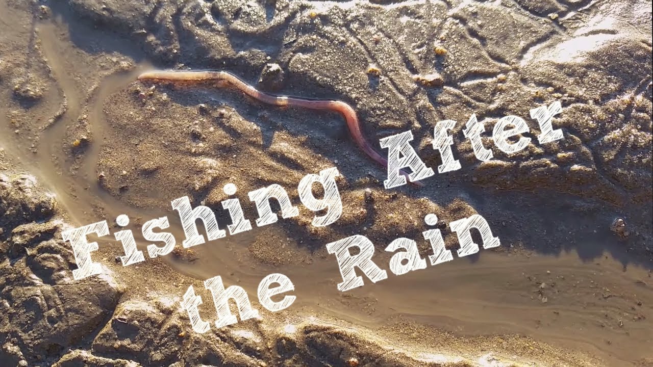 I heard plastic worms do well after the rain - San Diego River - YouTube