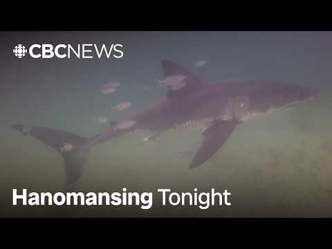 Great white shark attacks swimmer in Quebec | Hanomansing Tonight