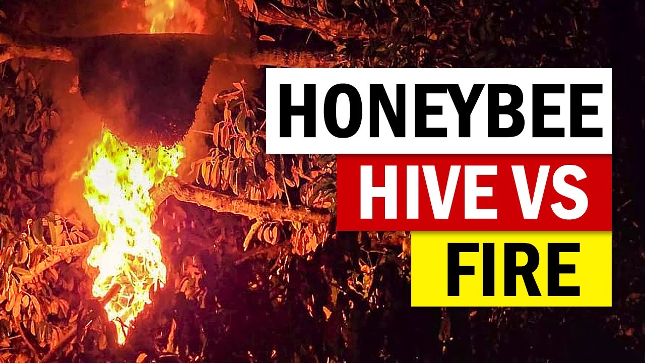 Honey Bee Hive Fire Removal - YouTube