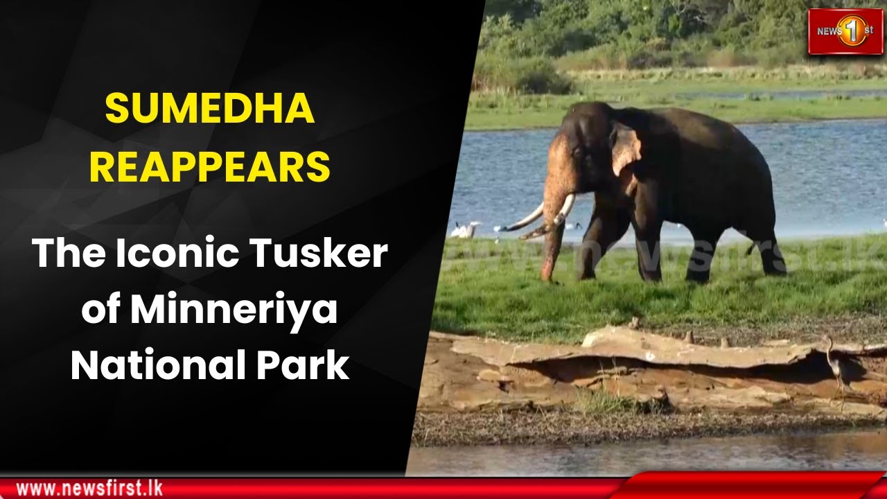Sumedha Reappears: The Iconic Tusker of Minneriya National Park - YouTube
