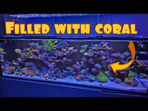 2 Year Update on the Red Sea S-1000! Highs and Lows - YouTube