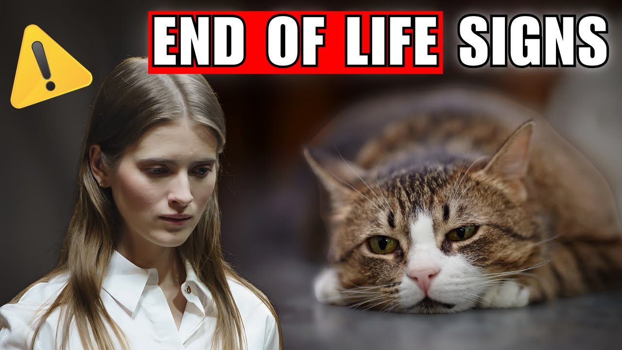 Your Cat’s FINAL WARNING… The SIGNS You MUST NOT Ignore! - YouTube