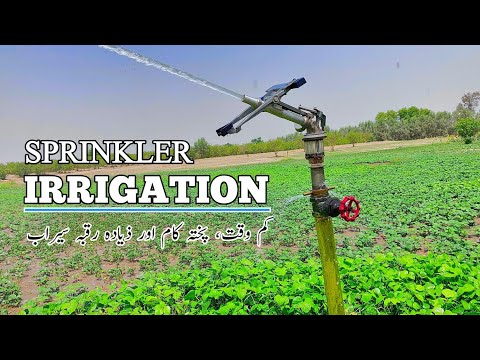 Permanent Raingun Irrigation System | Full Setup & Benefits Explained ...