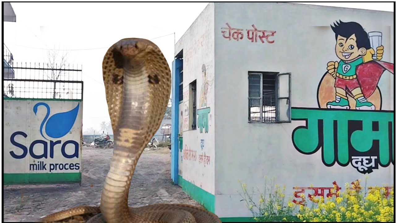 गामा दूध फैक्ट्री से भयानक नाग का रेस्क्यू 👹Rescue of Terrible cobra ...