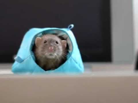 Pet Rat Grinding Teeth - YouTube