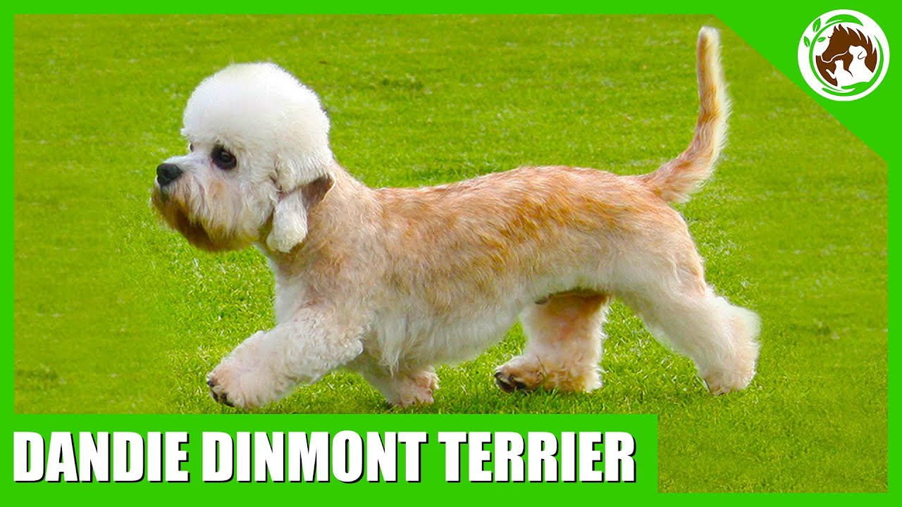 Uncovering the Surprising Facts Behind the Dandie Dinmont Terrier ...