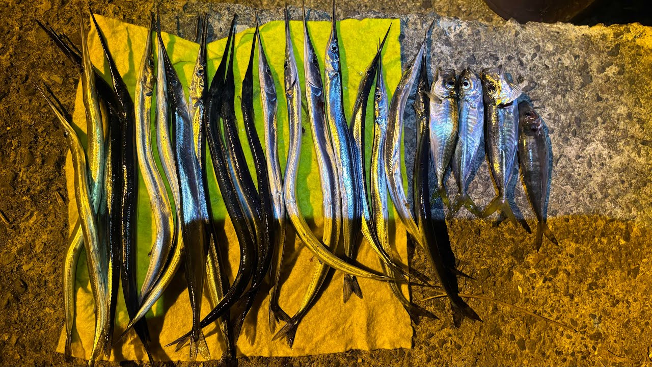 Zargan Avı/Zargan Havuzuna Rastladık/İpekle Zargan Avı - YouTube