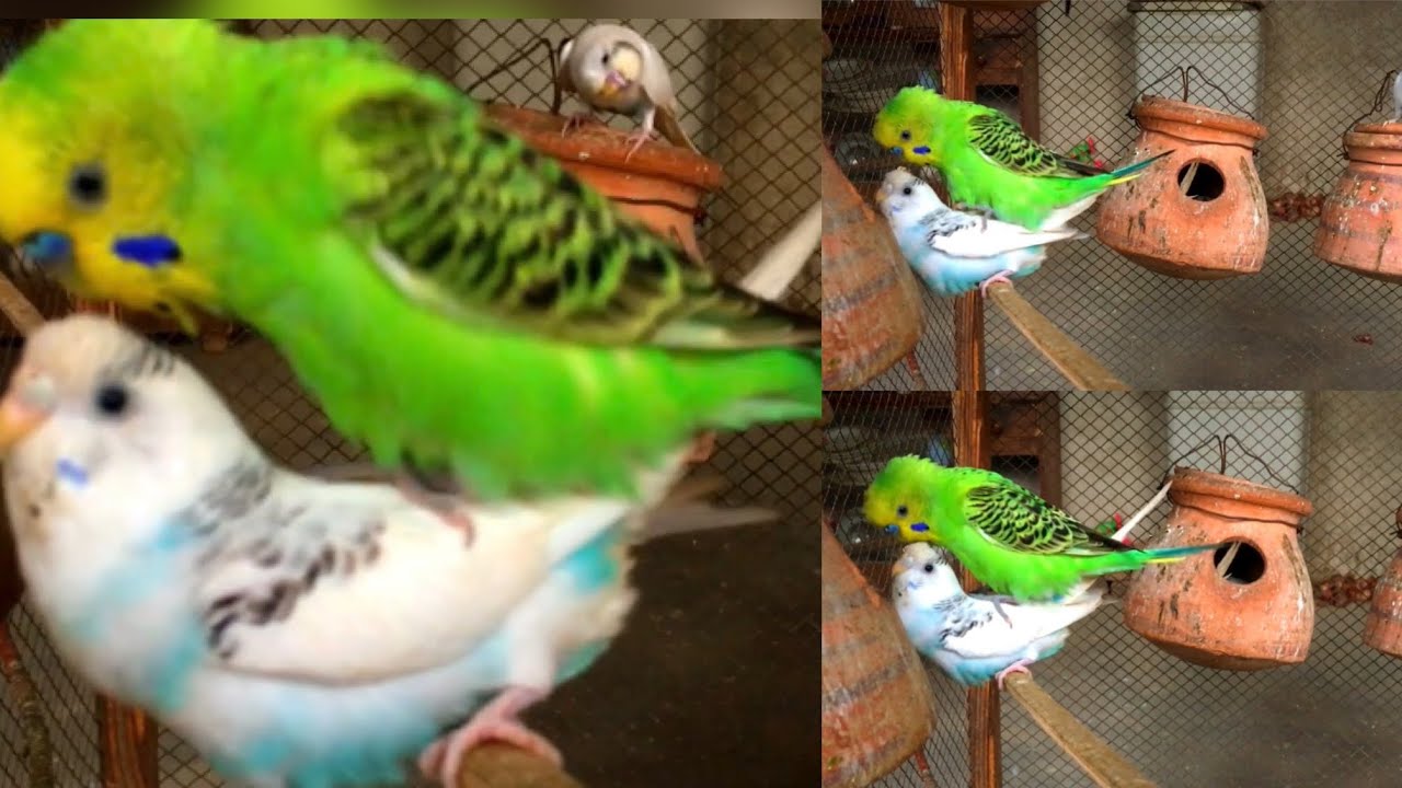 Budgies matting call | budgies matting |budgies pair matting Budgies ...