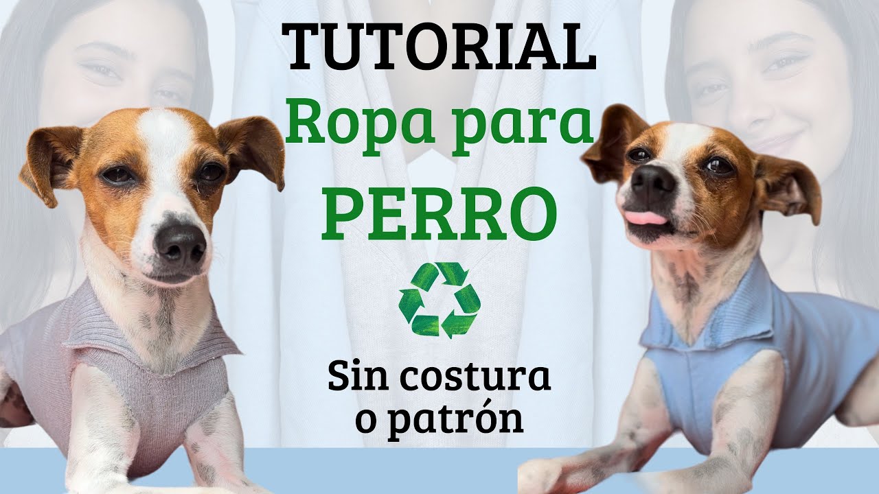 CÓMO HACER ROPA PARA PERRO 🐶sin patrón ni costura ♻️ #diy #tutorial ...