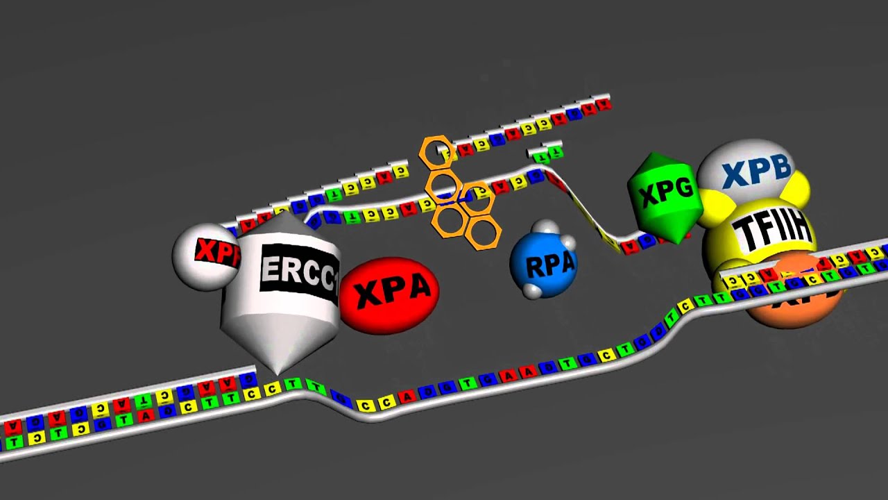 DNA repair - global genome Nucleotide excision repair v 3.0 - Full HD ...