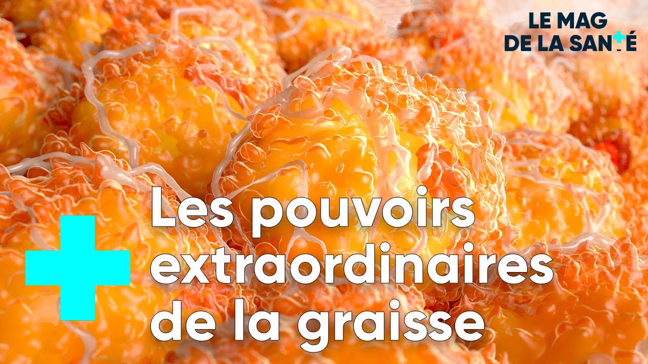 Pourquoi la graisse est-elle un organe ? - Le Magazine de la Santé ...