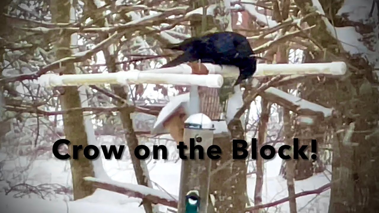 Crow on the Block! - YouTube