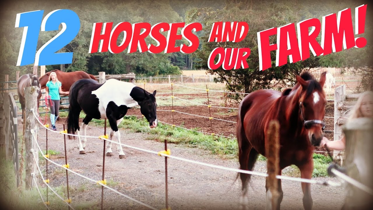 12 HORSES AND OUR OWN FARM! - YouTube