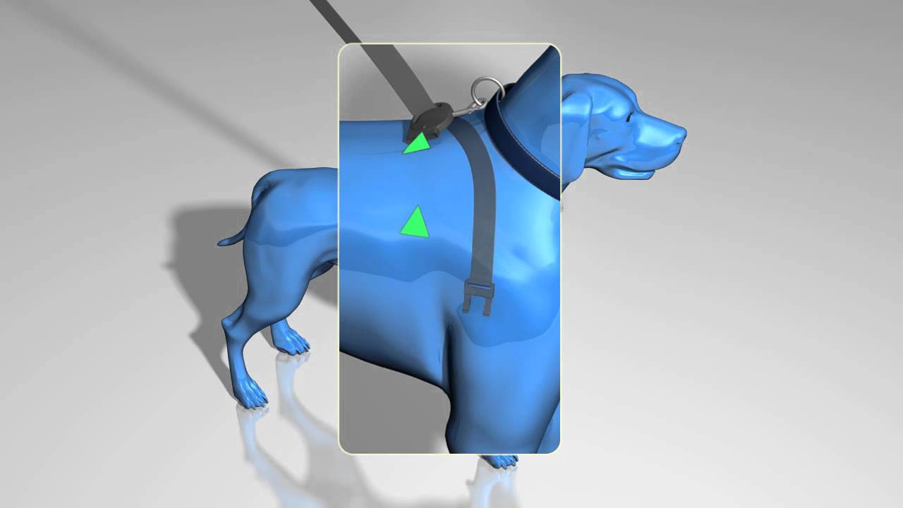 Dog Harness - Animation - YouTube