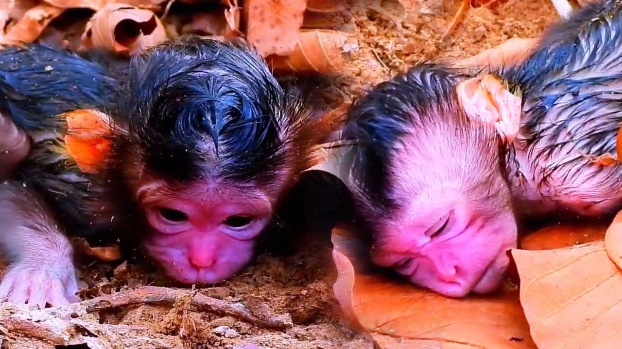 P**@@*R newborn baby monkey was left by its mom on ground @lone so hBB ...