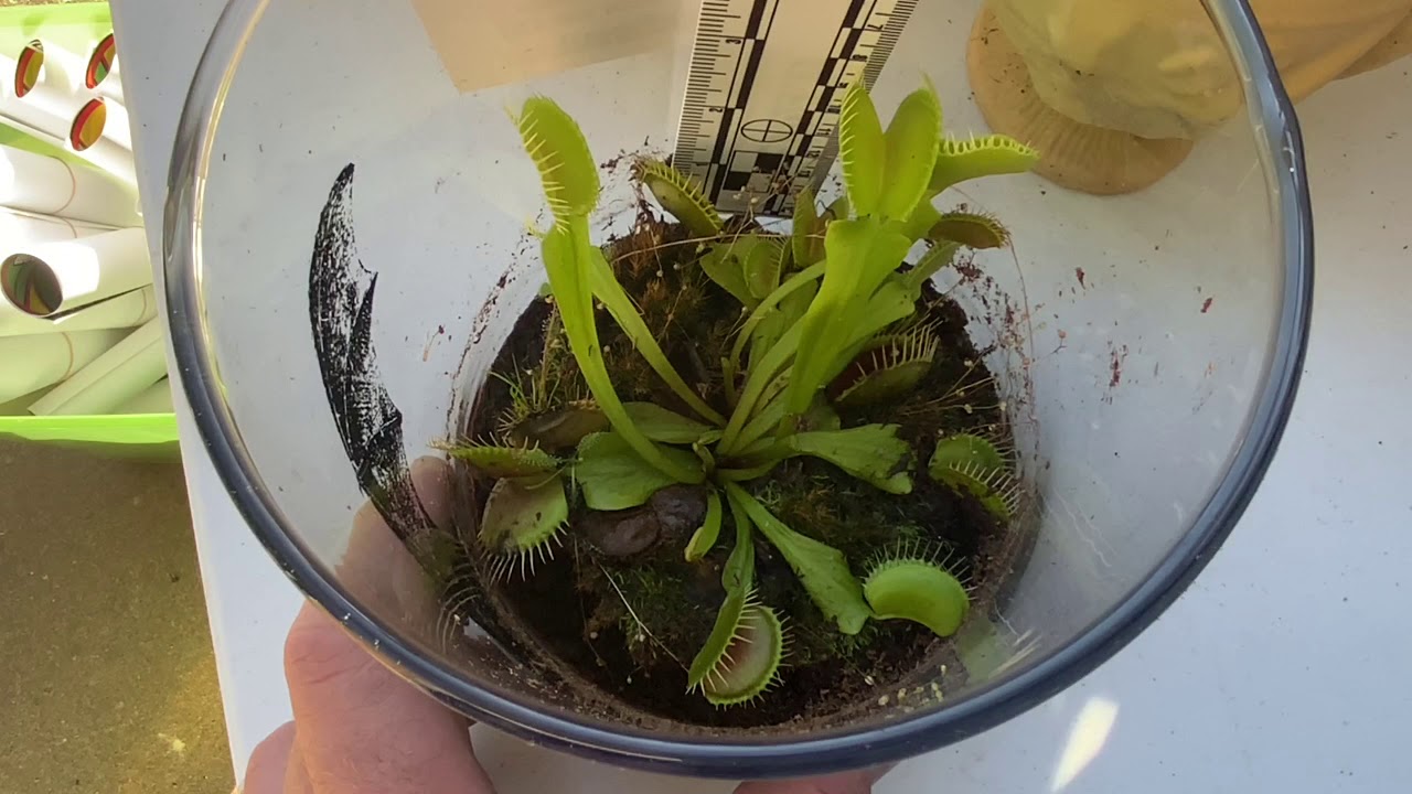 Venus Flytraps and Pest Control - YouTube