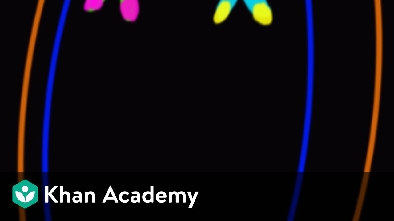 Meiosis II | Cell Cycle and Cell Division | Biolgy | Khan Academy - YouTube