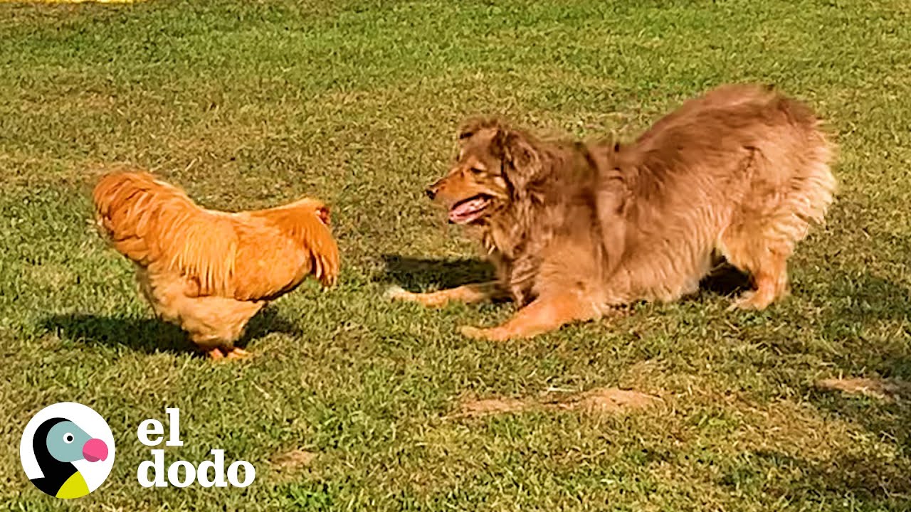 Gallo le encanta perseguir a este perro grande | Parejas Disparejas ...
