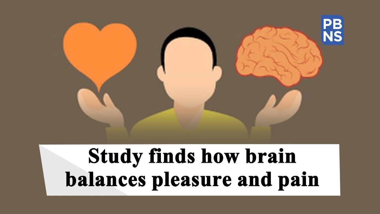 Study finds how brain balances pleasure and pain - YouTube