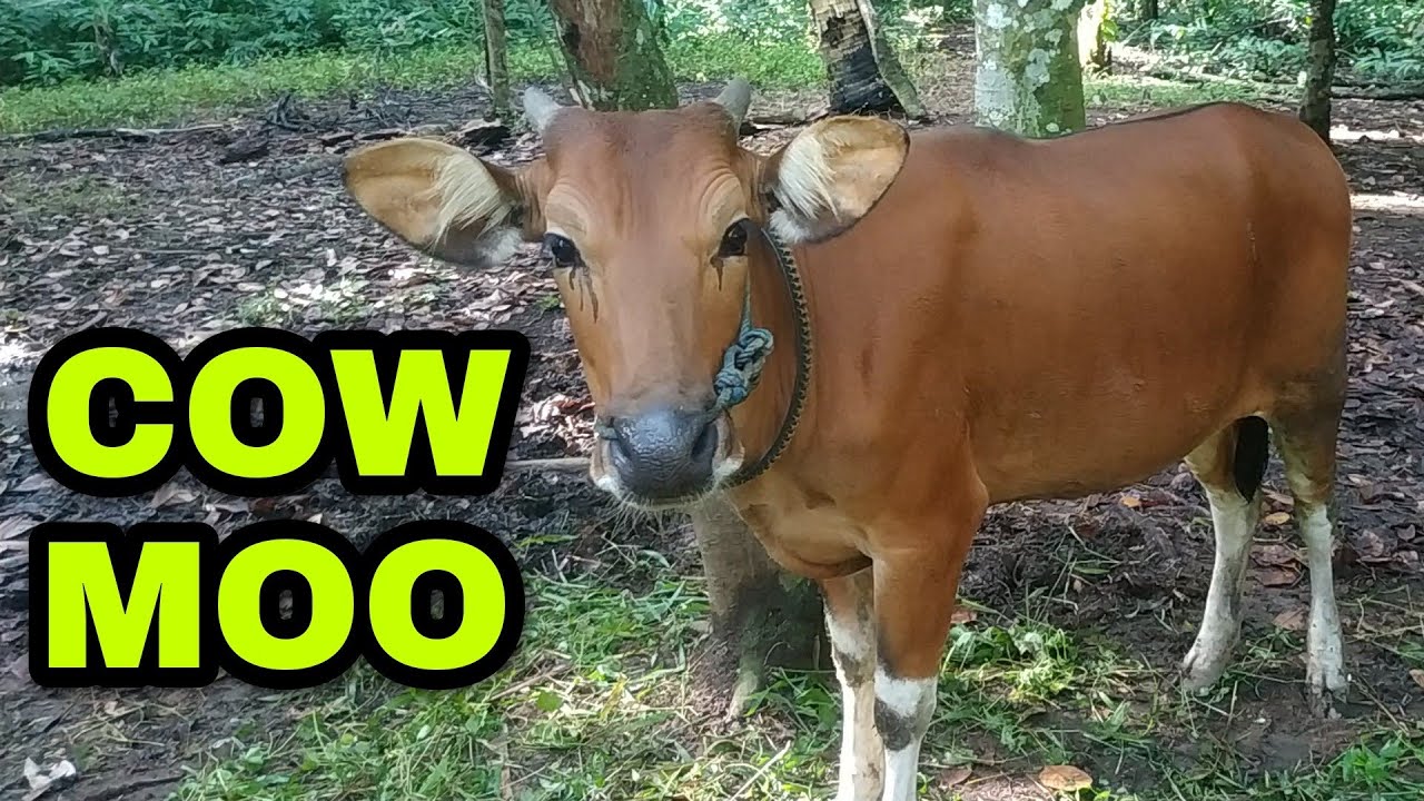 Cow Video for kids cow mooing and animal sounds - YouTube