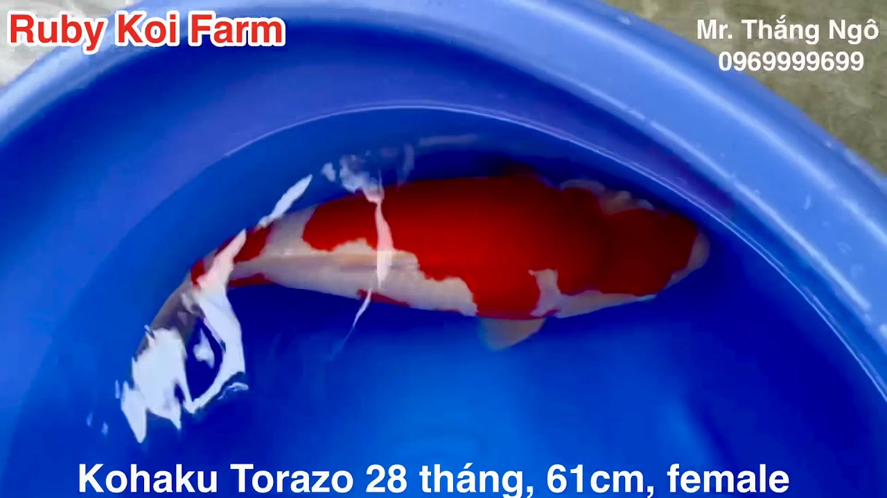 Special Kohaku Torazo Koi Farm No.01. Mr. Thắng Ngô - 0969999699. # ...