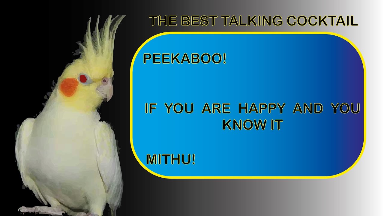Best Talking Cocktail Parrot| Cocktiel Speaking Peekaboo | Cocktiel ...