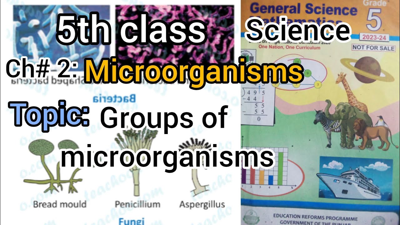 class 5th science chapter number 2 microorganisms/group of ...