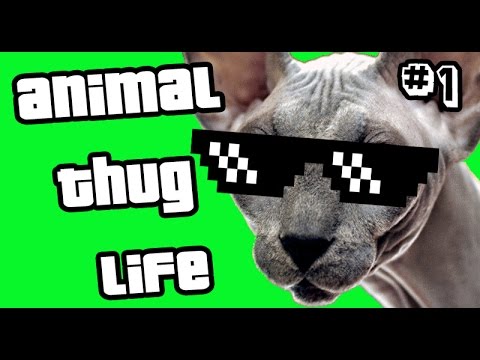 Thug life Animal #1 - YouTube