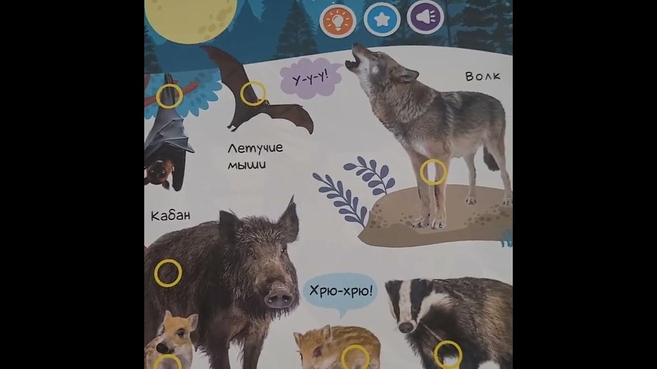 Говорящая книжка-нажималка "Животные" от Berttoys #музыкальнаякнига # ...