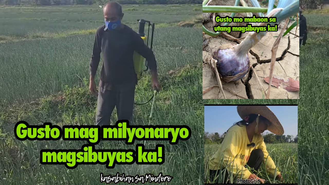 Antiqueño isa sa may malawak na sibuyas Farm sa Mindoro! - YouTube