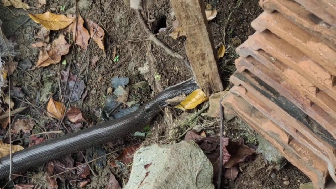 Penangkapan ular cobra jawa - YouTube