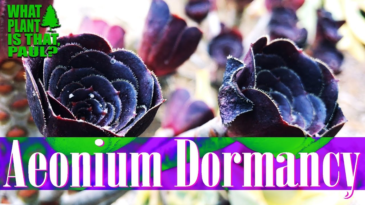 Aeonium Dormancy in the hot, dry summer months. - YouTube