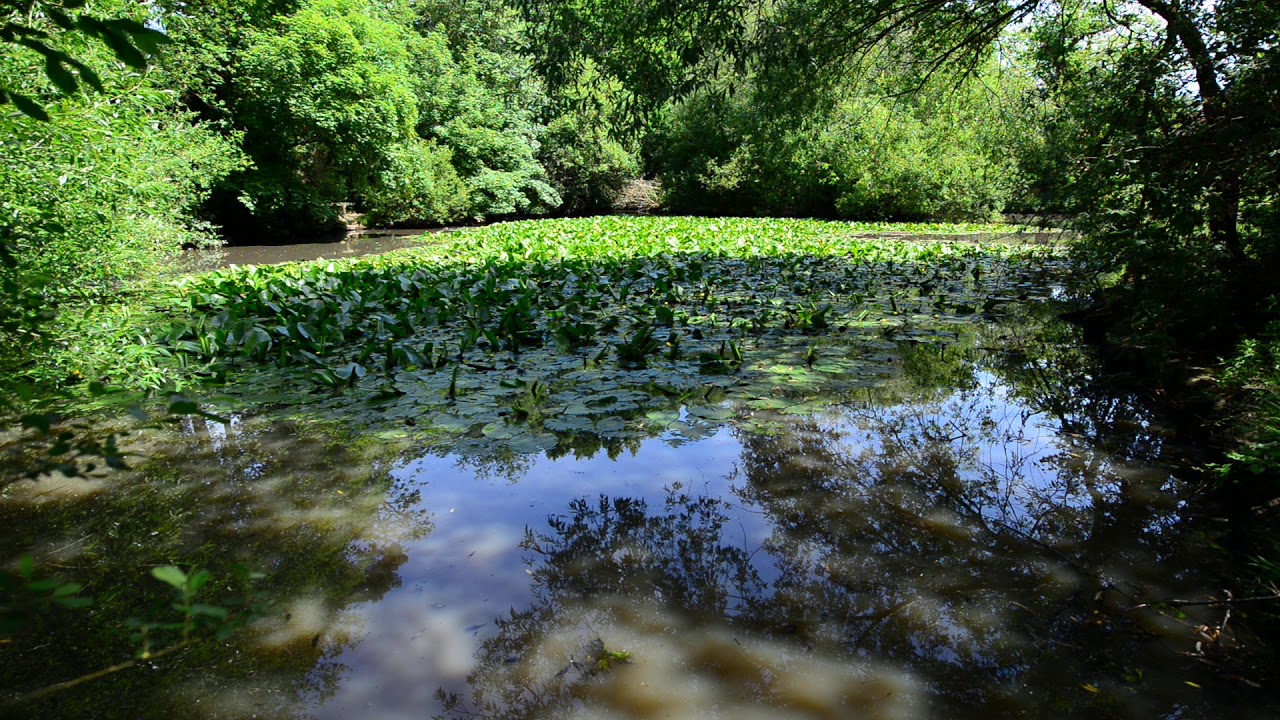 Langshot Pond with gorgeous Yellow water Lilies. 2 June 2020 - YouTube
