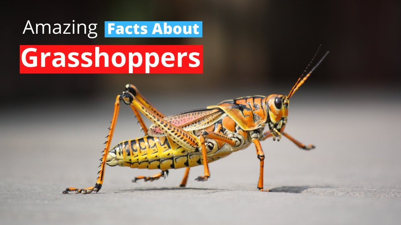 10 Amazing Facts About Grasshoppers - YouTube