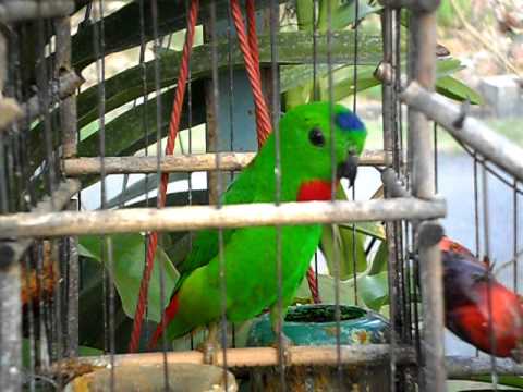 PIKAT SERINDIT MAIN AIR LIUR