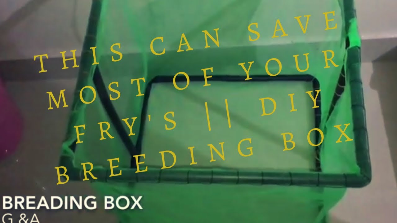 ഈസി ആയി ഒരു #breeding_box ഉണ്ടാകാം || DIY breeding box - YouTube