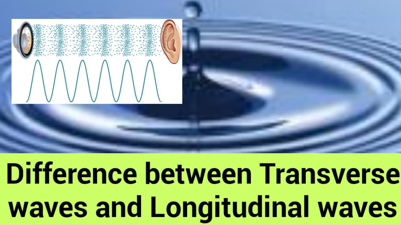 Transverse Wave Real Life Examples