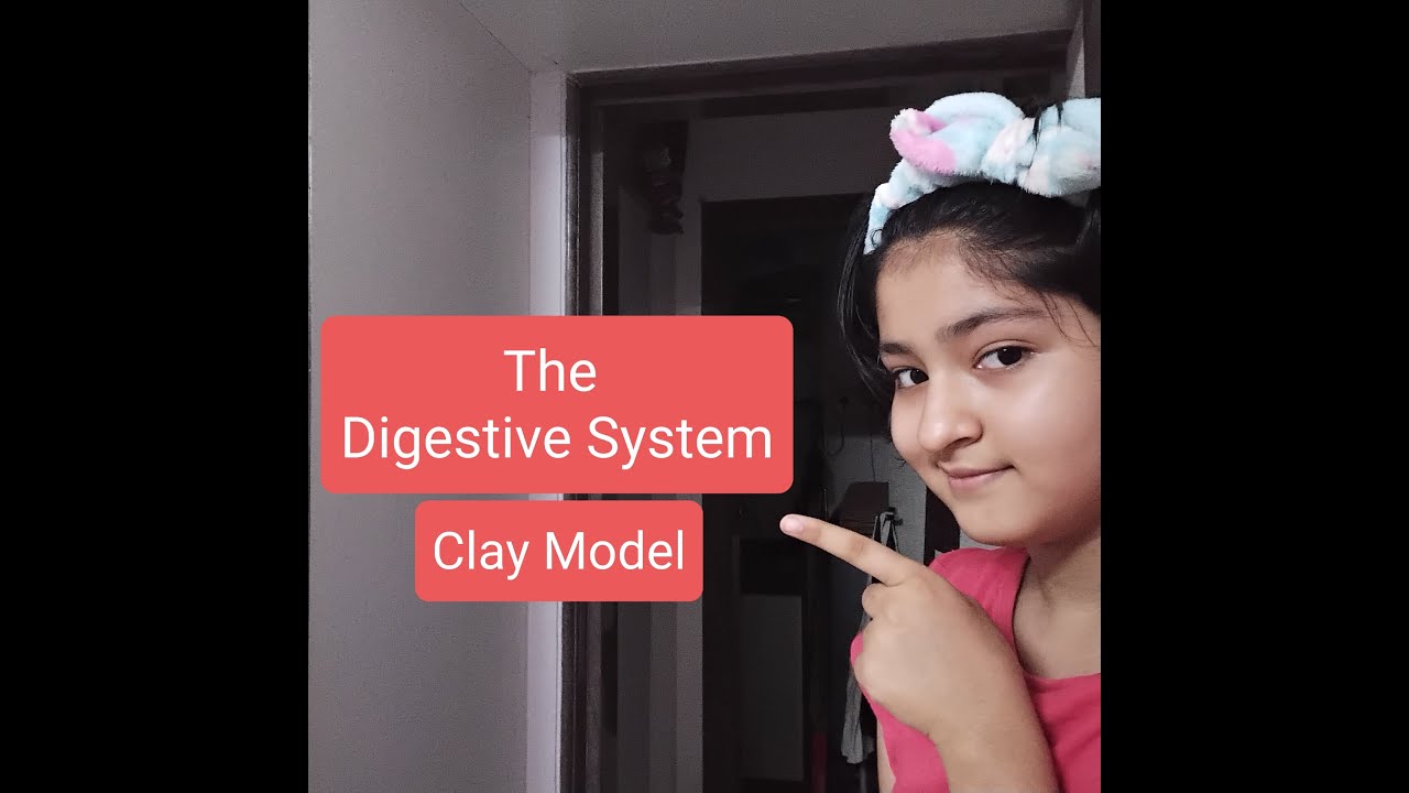 Digestive system made from clay. - YouTube