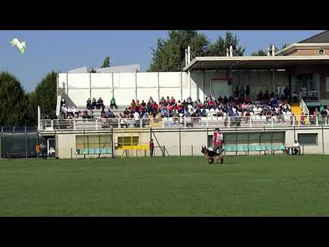 NEIL DI CASA FALCONE - YouTube