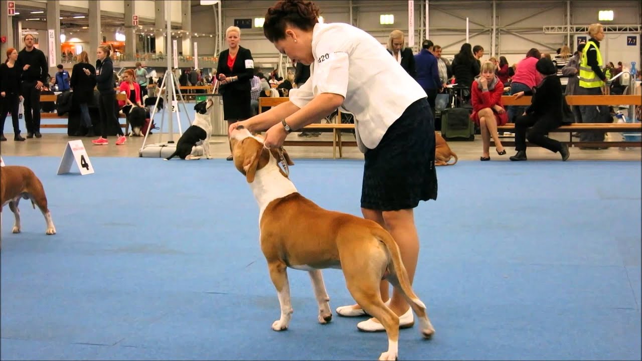 Helsinki Winner Show 2014, Amstaff, Intermediate males - YouTube