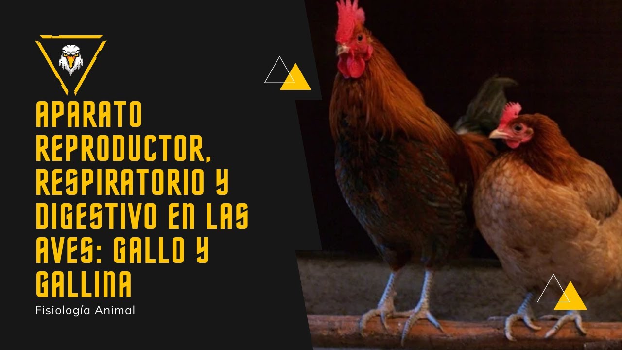 APARATO REPRODUCTOR, RESPIRATORIO Y DIGESTIVO EN LAS AVES: GALLO Y ...