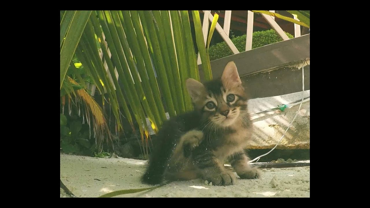 NOEP - Golden (Official Music Video) - YouTube