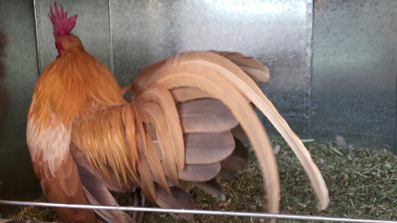Gallito Azteca criadero san Matías pollo Golden pumpkin - YouTube