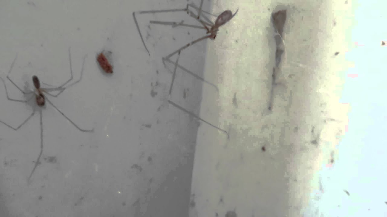 big cobweb spiders in garage MVI 4856 - YouTube