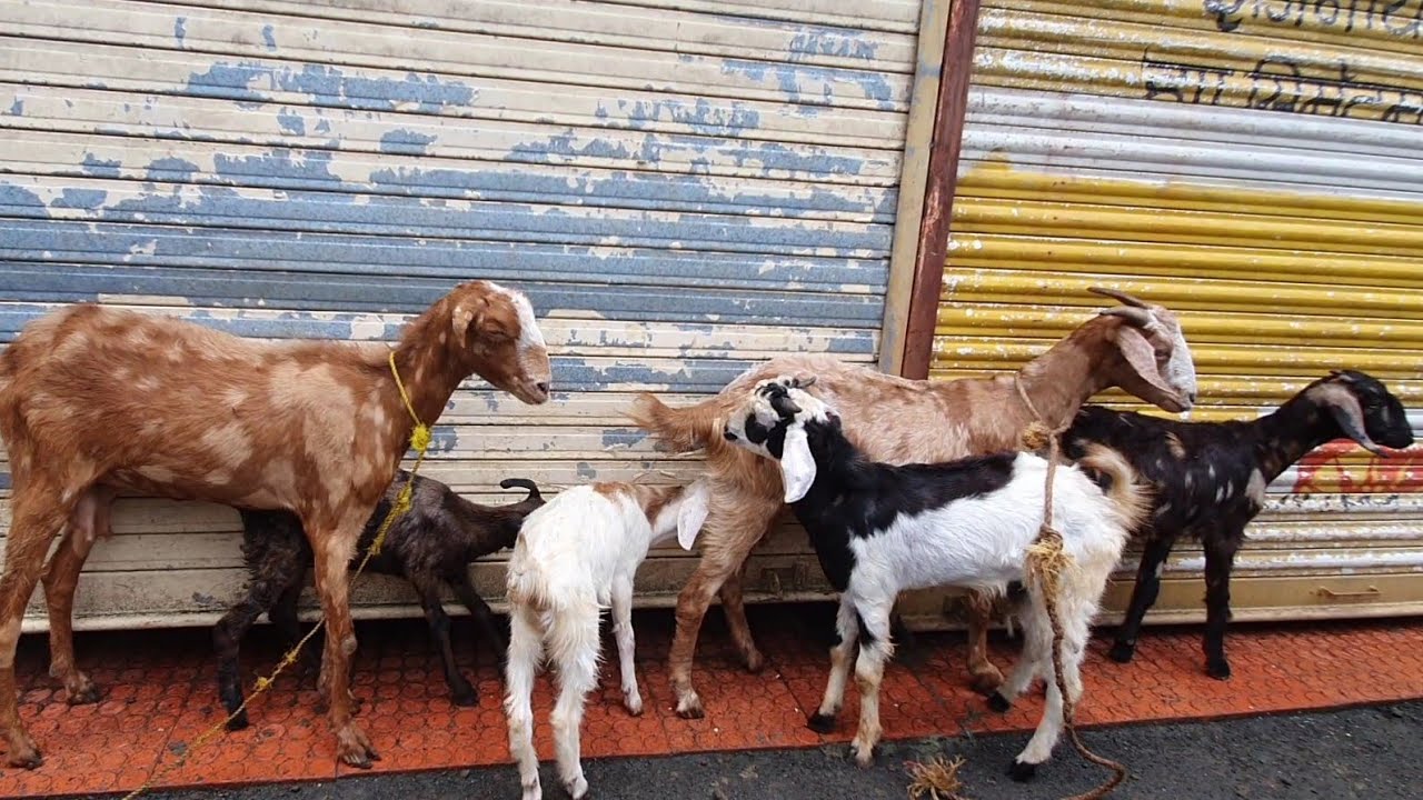 40000 Main 9 Desi Goats | Maharashtra Goat Farm Virar. - YouTube
